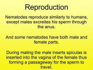 Nematodes | PPT