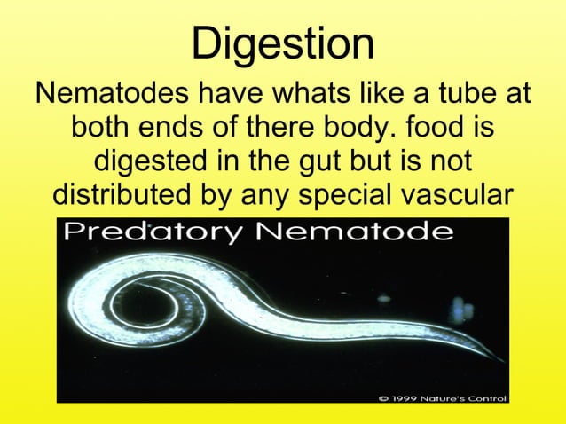 Nematodes | PPT | Biological Sciences | Science