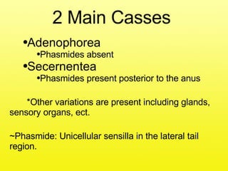 Nematodes | PPT
