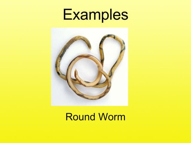 Nematodes | PPT | Biological Sciences | Science