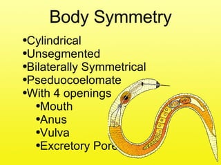 Nematodes | PPT