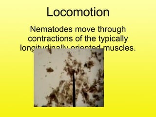 Nematodes | PPT