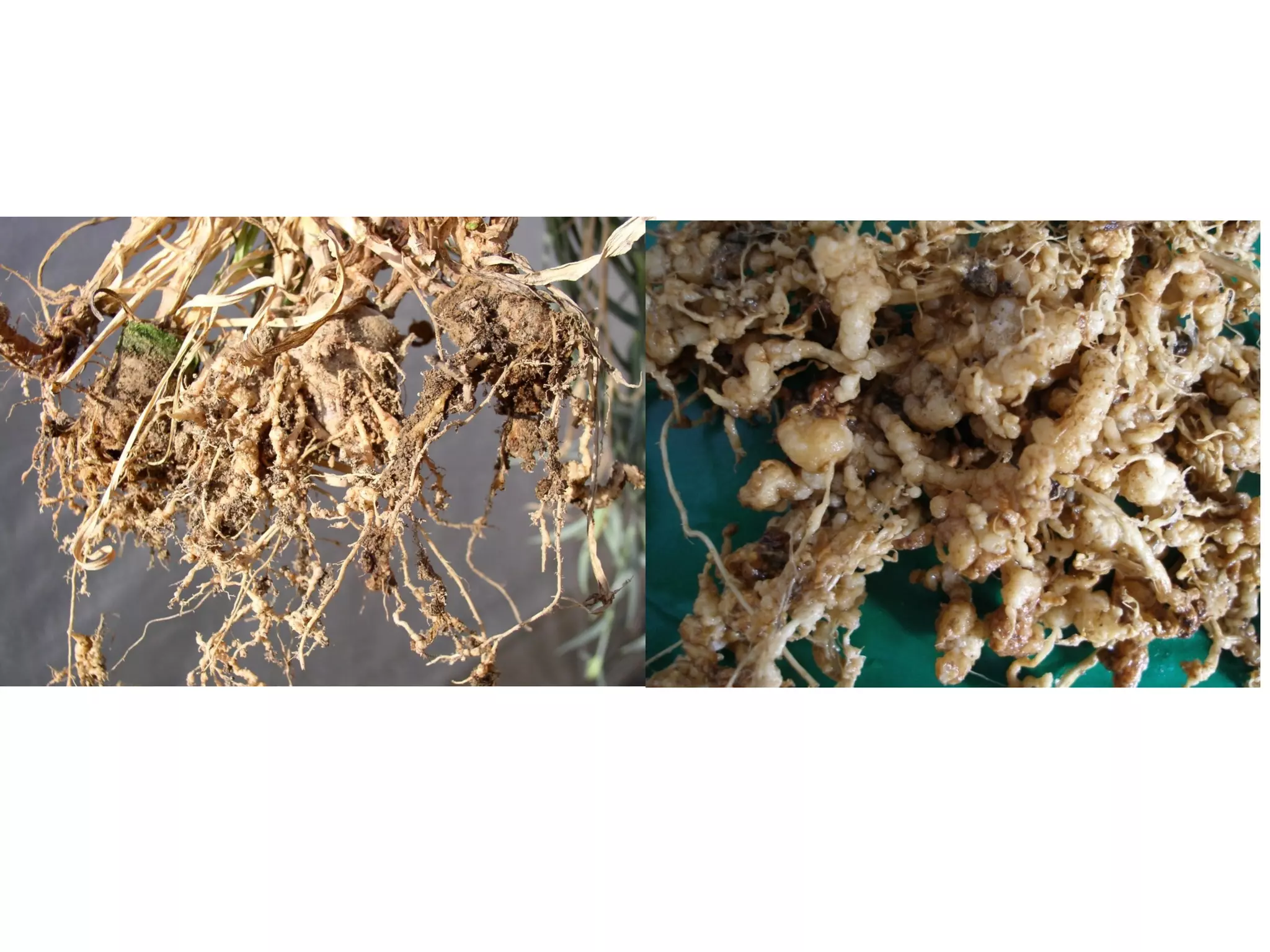 Nematodes and their Management | PPT | Gardening | Home & Garden