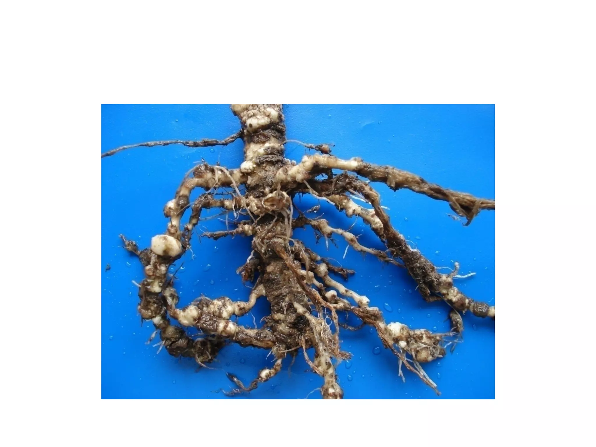 Nematodes and their Management | PPT