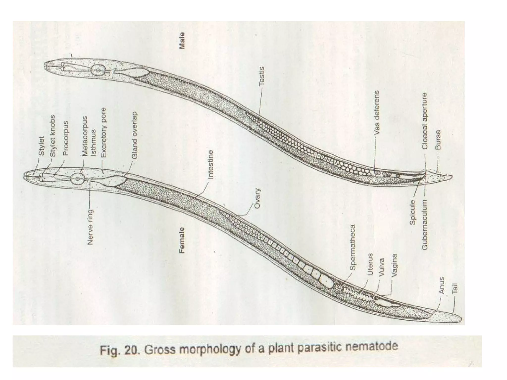Nematodes and their Management | PPT | Gardening | Home & Garden