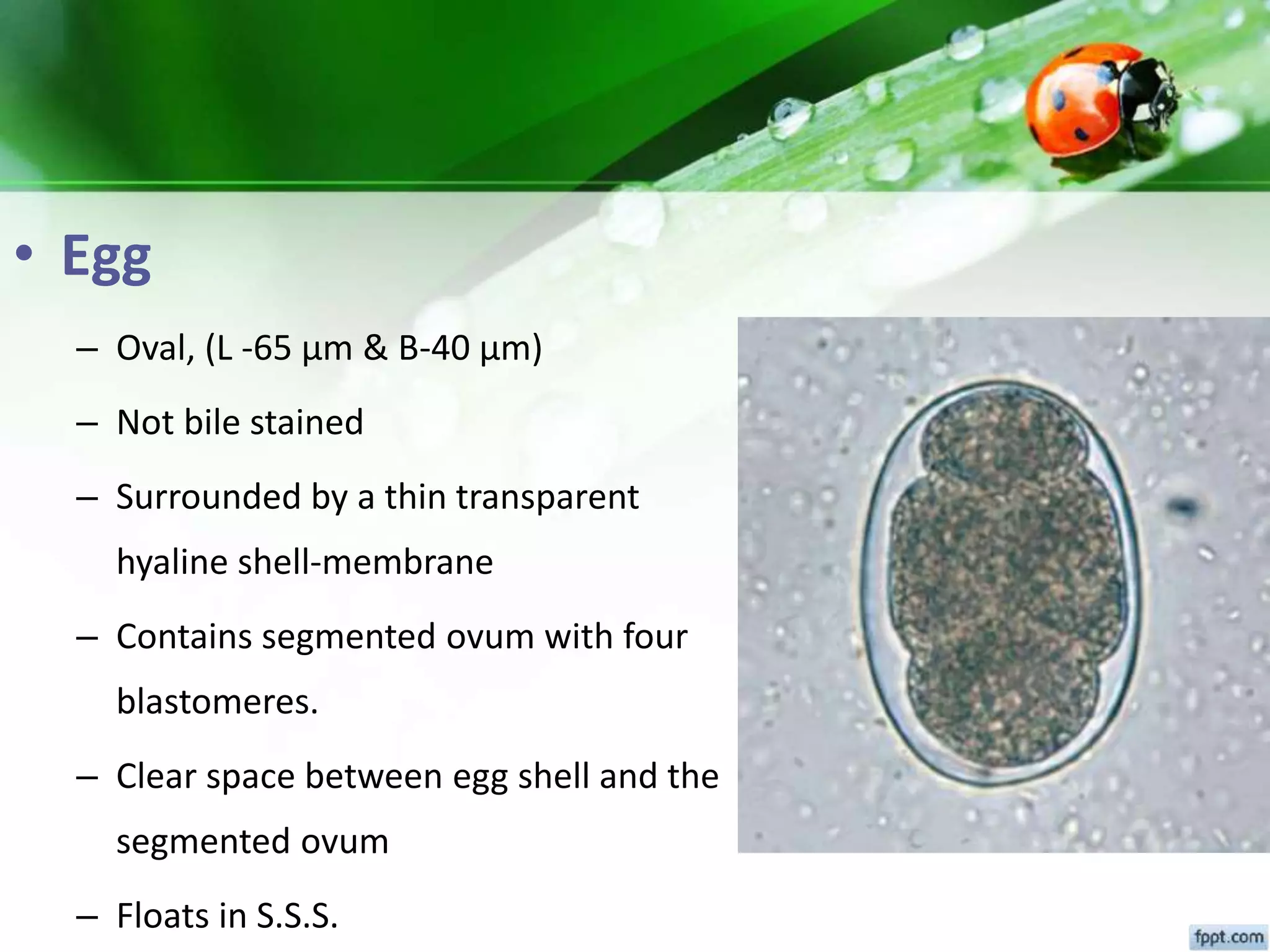 Nematodes by Dr. Rakesh Prasad Sah | PPTX