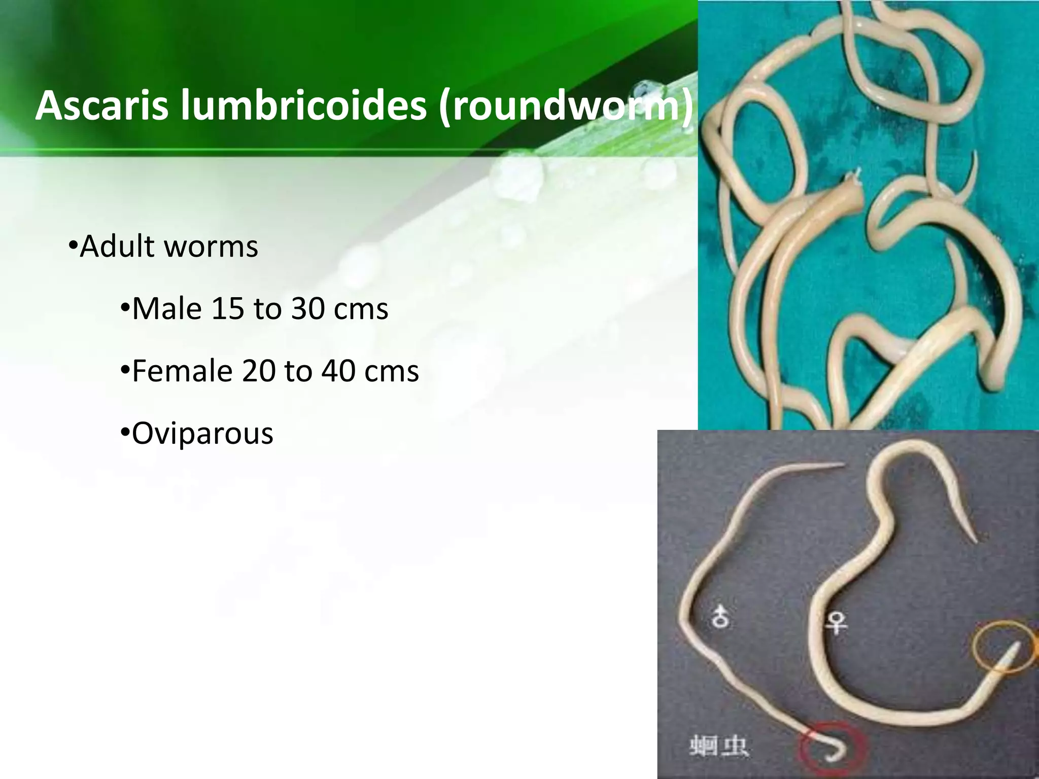 Nematodes by Dr. Rakesh Prasad Sah | PPTX