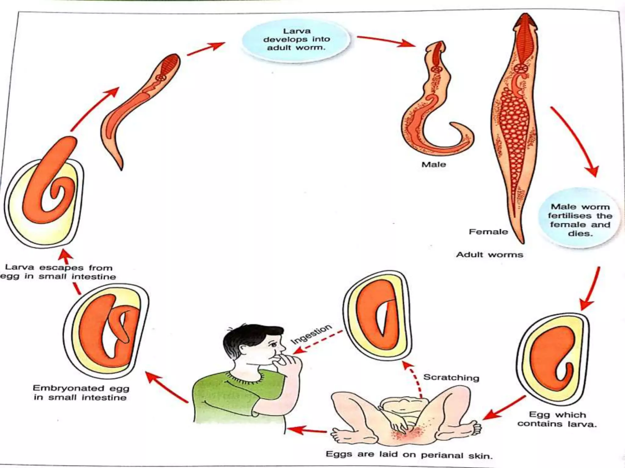 Nematodes by Dr. Rakesh Prasad Sah | PPTX