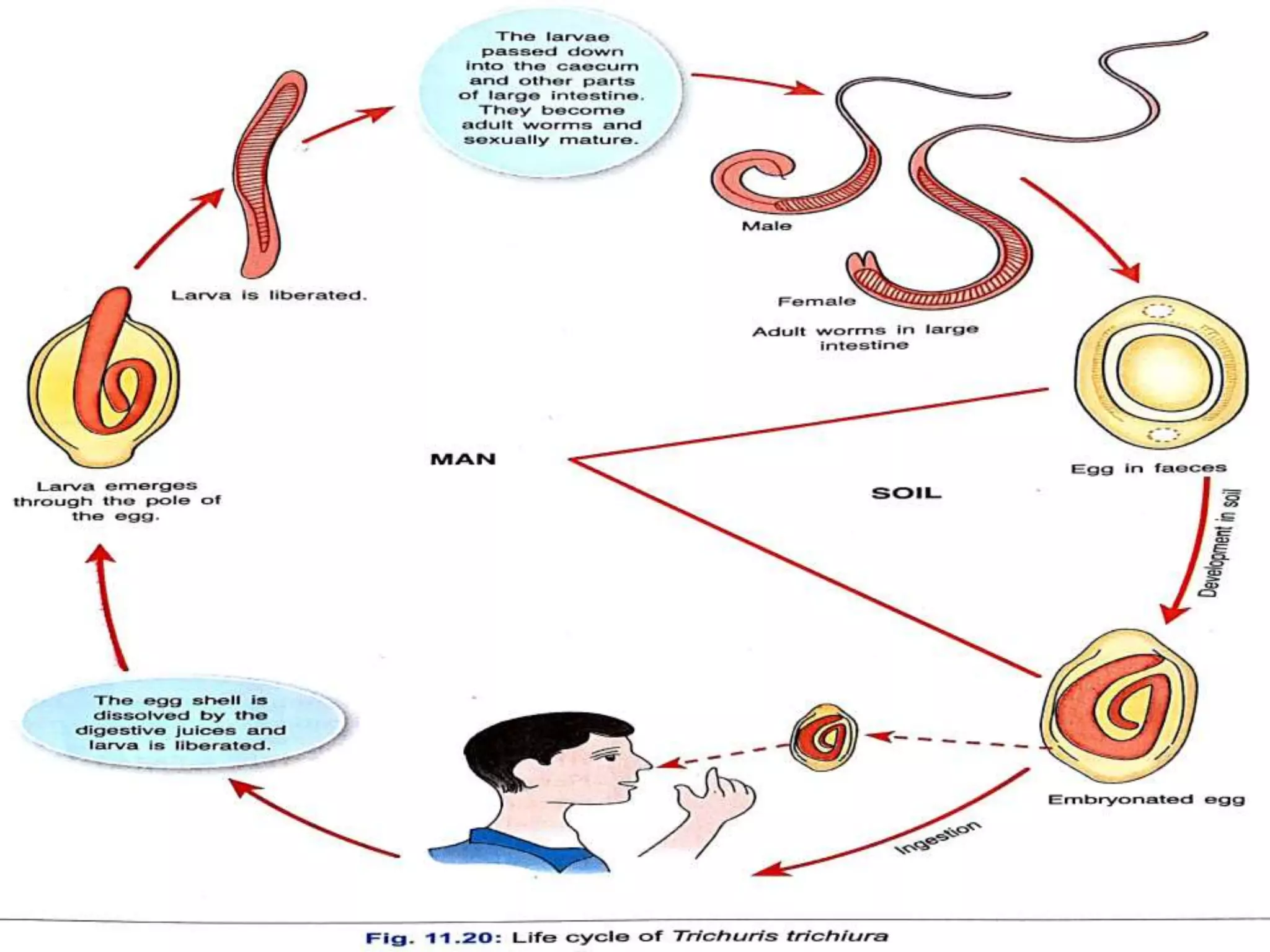 Nematodes by Dr. Rakesh Prasad Sah | PPTX