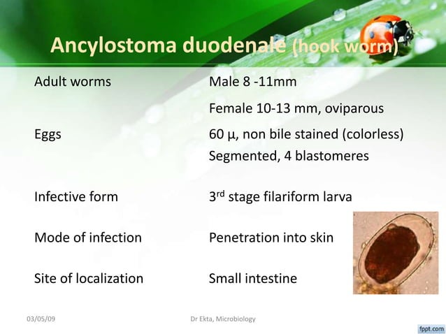 Nematodes by Dr. Rakesh Prasad Sah | PPTX