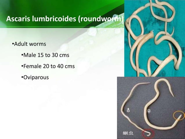 Nematodes by Dr. Rakesh Prasad Sah | PPTX