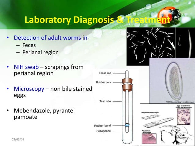 Nematodes by Dr. Rakesh Prasad Sah | PPTX