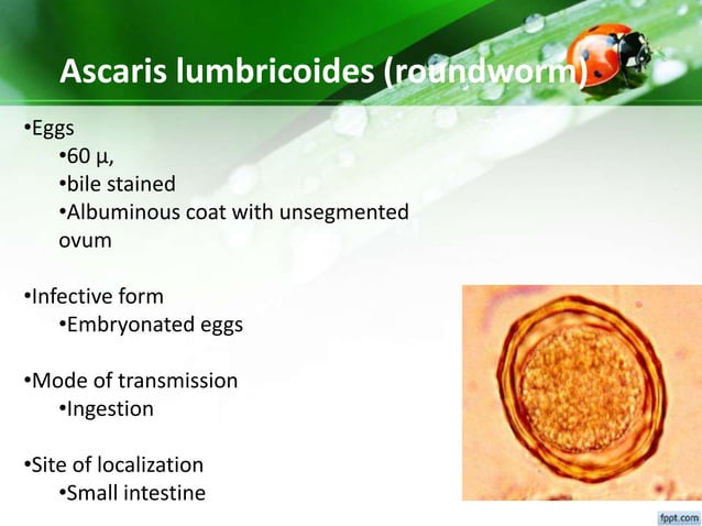 Nematodes by Dr. Rakesh Prasad Sah | PPTX