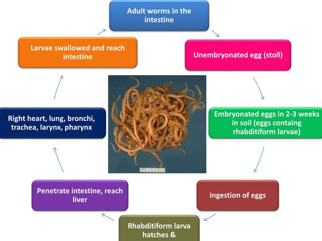 Nematodes by Dr. Rakesh Prasad Sah | PPTX