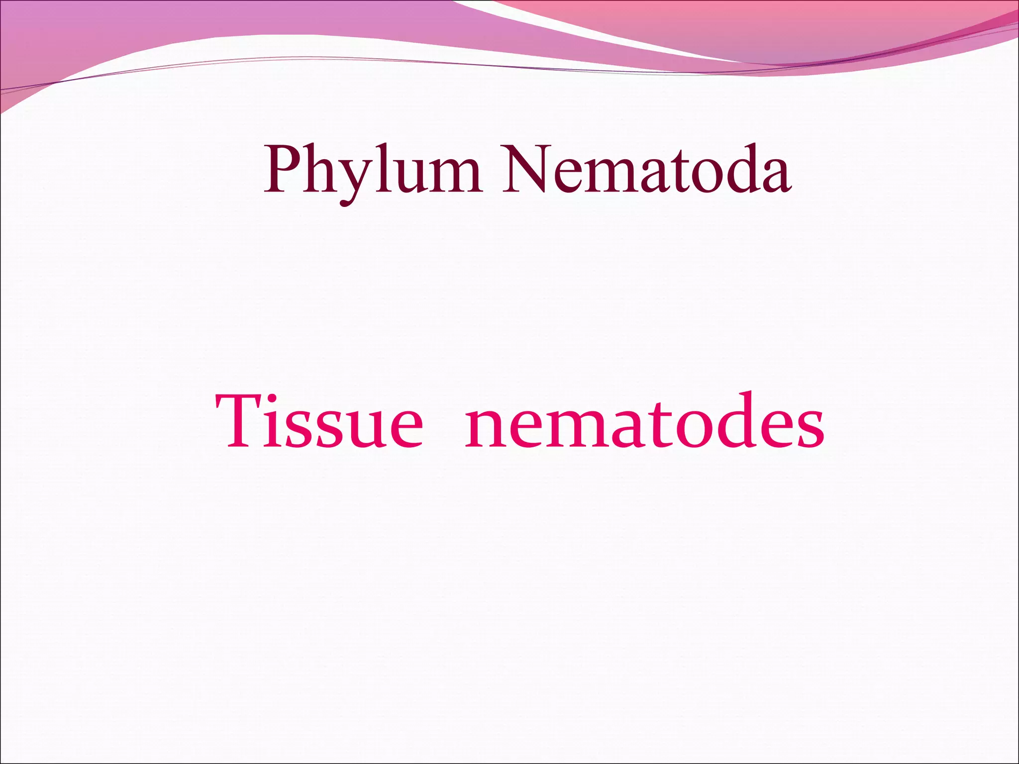 Nematodes tissue | PPT