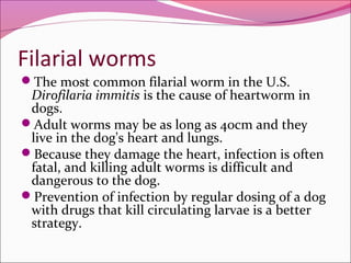 Nematodes tissue | PPT