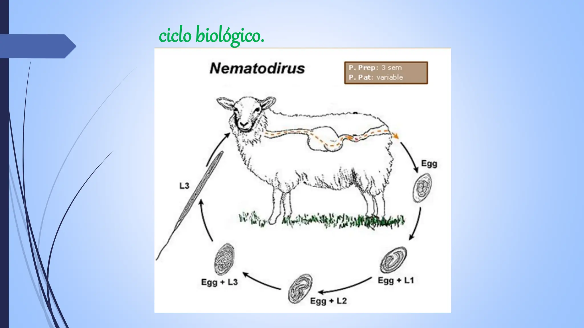Nematodirus parásitos intestinales en los rumiantes | PPT