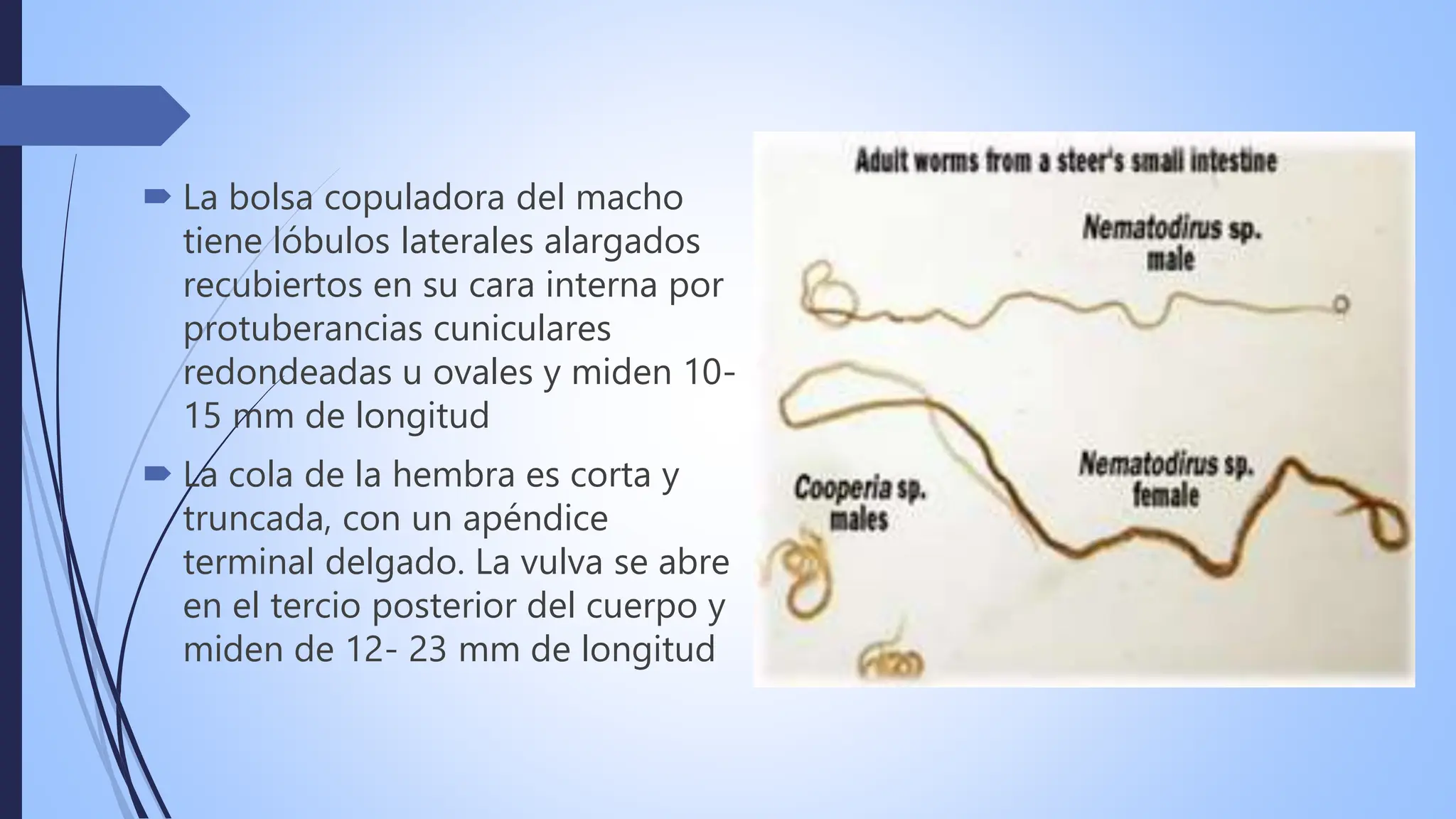 Nematodirus parásitos intestinales en los rumiantes | PPT