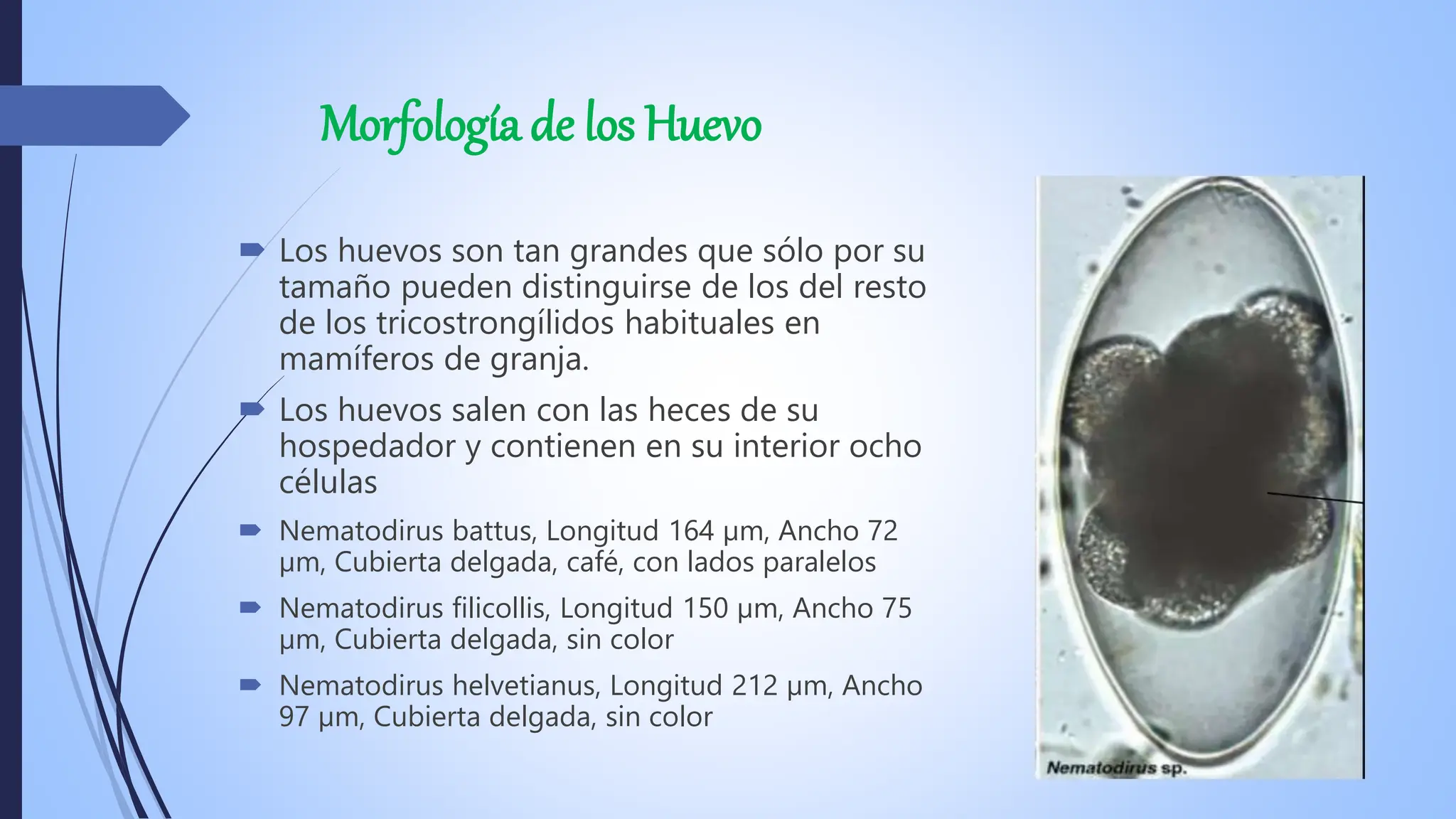 Nematodirus parásitos intestinales en los rumiantes | PPT