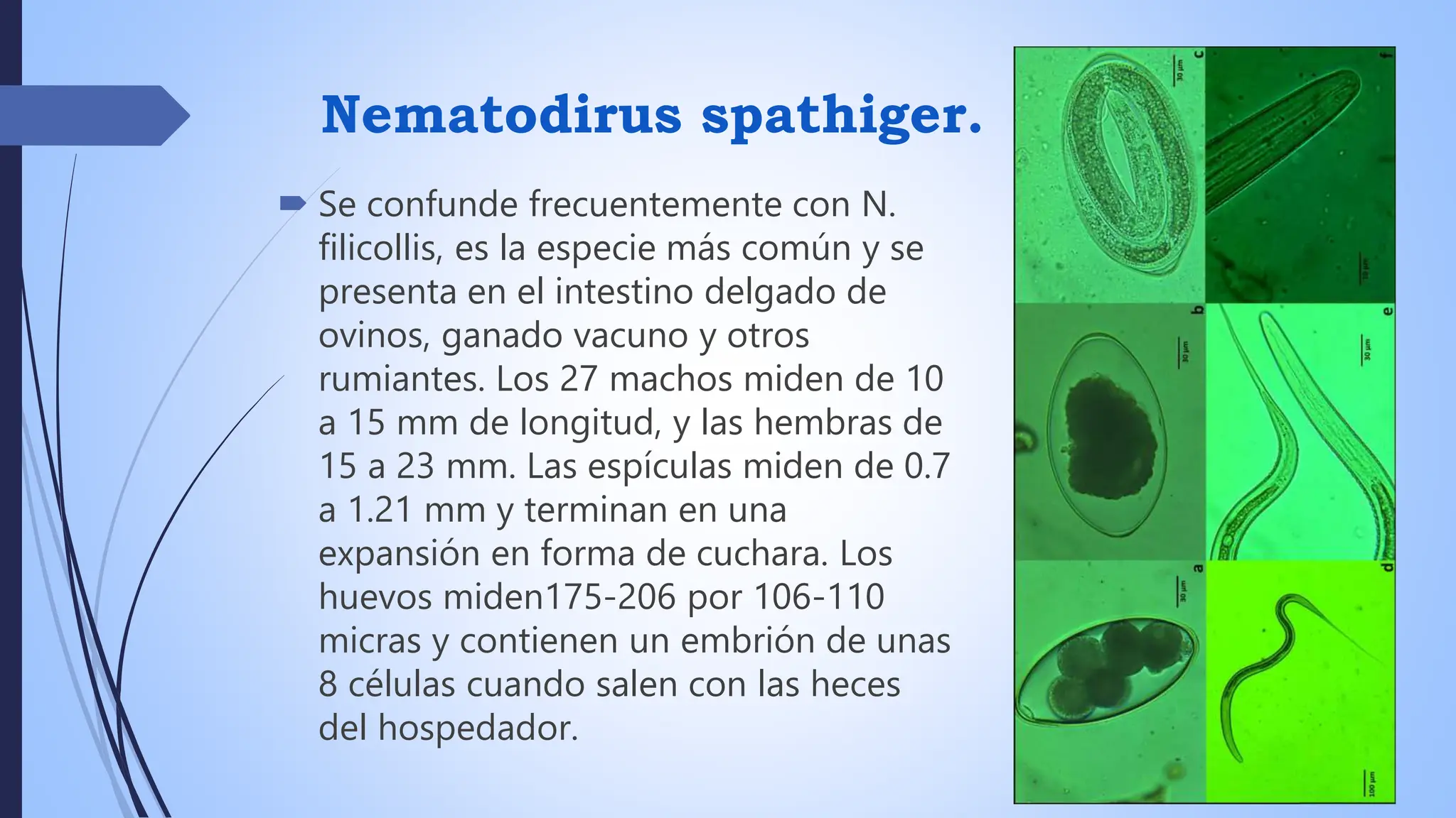 Nematodirus parásitos intestinales en los rumiantes | PPT