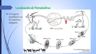 Nematodirus parásitos intestinales en los rumiantes | PPTX
