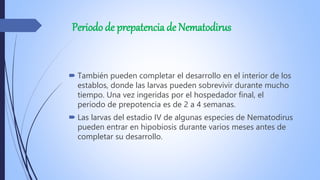 Nematodirus parásitos intestinales en los rumiantes | PPTX