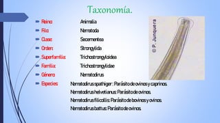 Nematodirus parásitos intestinales en los rumiantes | PPTX