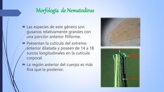 Nematodirus parásitos intestinales en los rumiantes | PPTX