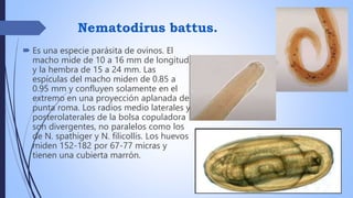 Nematodirus parásitos intestinales en los rumiantes | PPTX