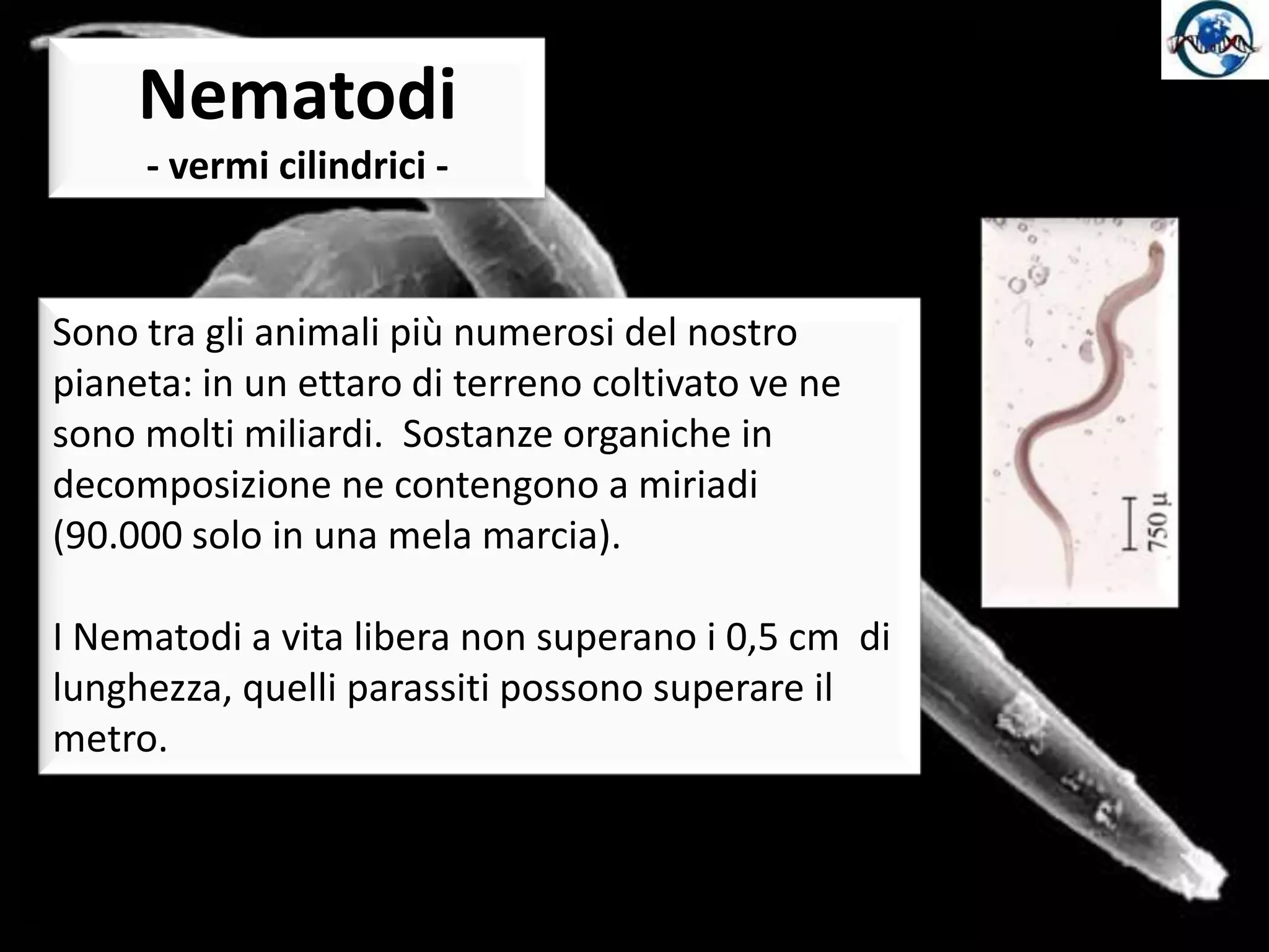Phylum Nematoda _ Prima parte - | PPTX