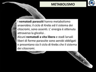 Phylum Nematoda _ Prima parte - | PPTX