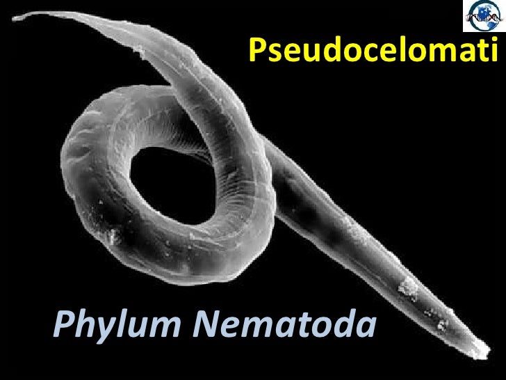 Phylum Nematoda