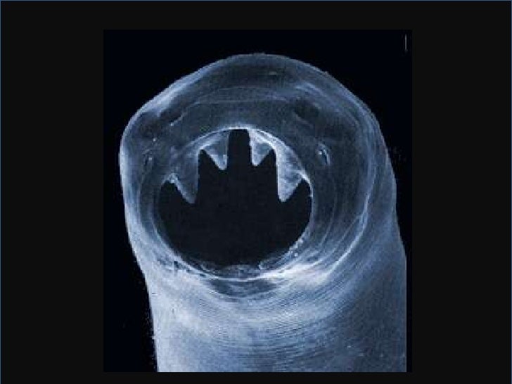 Phylum Nematoda _ Prima parte