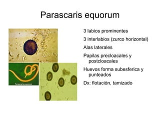 Nematodos | ODP
