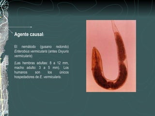Gusanos Nematodos En Humanos