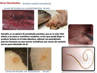 Nematodos | PPT