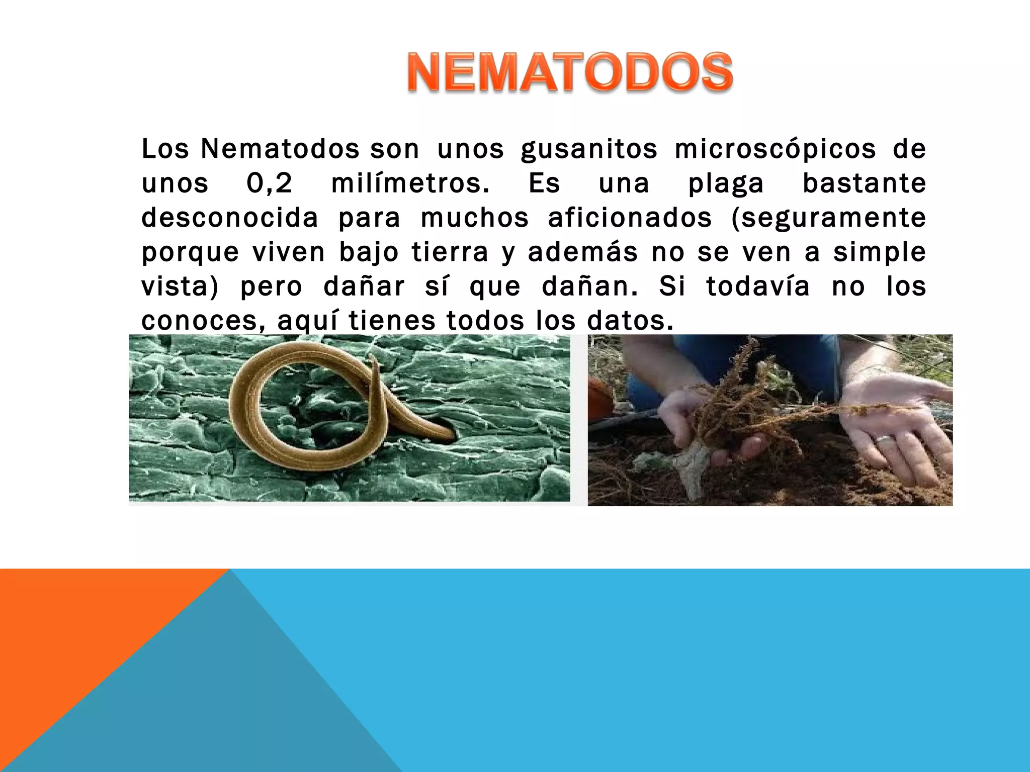 Nematodos | PPT
