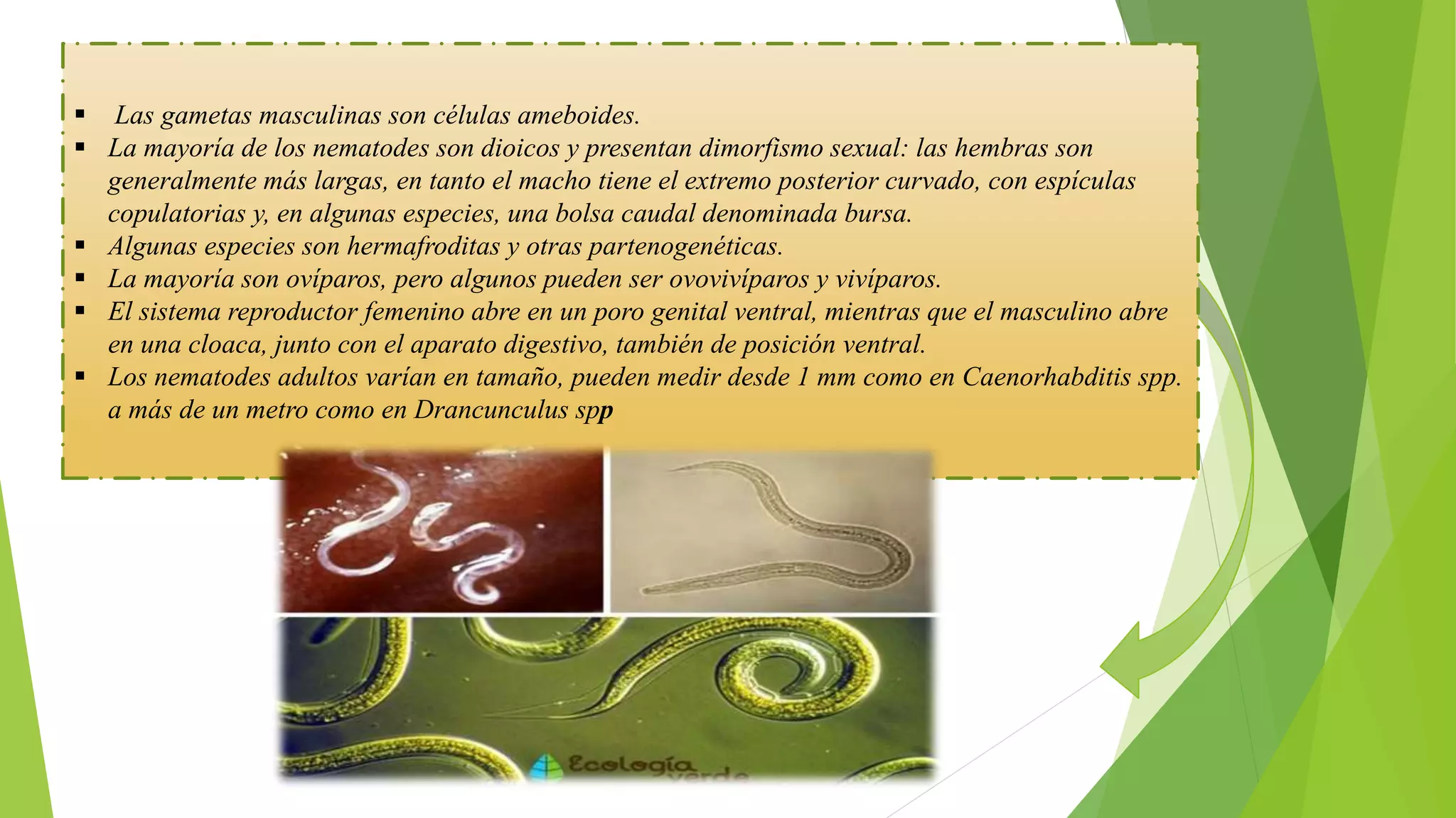 Nematodos | PPT