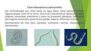 Nematodos | PPTX