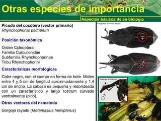 Nematodos.pdf