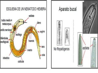 Nematodos 1
