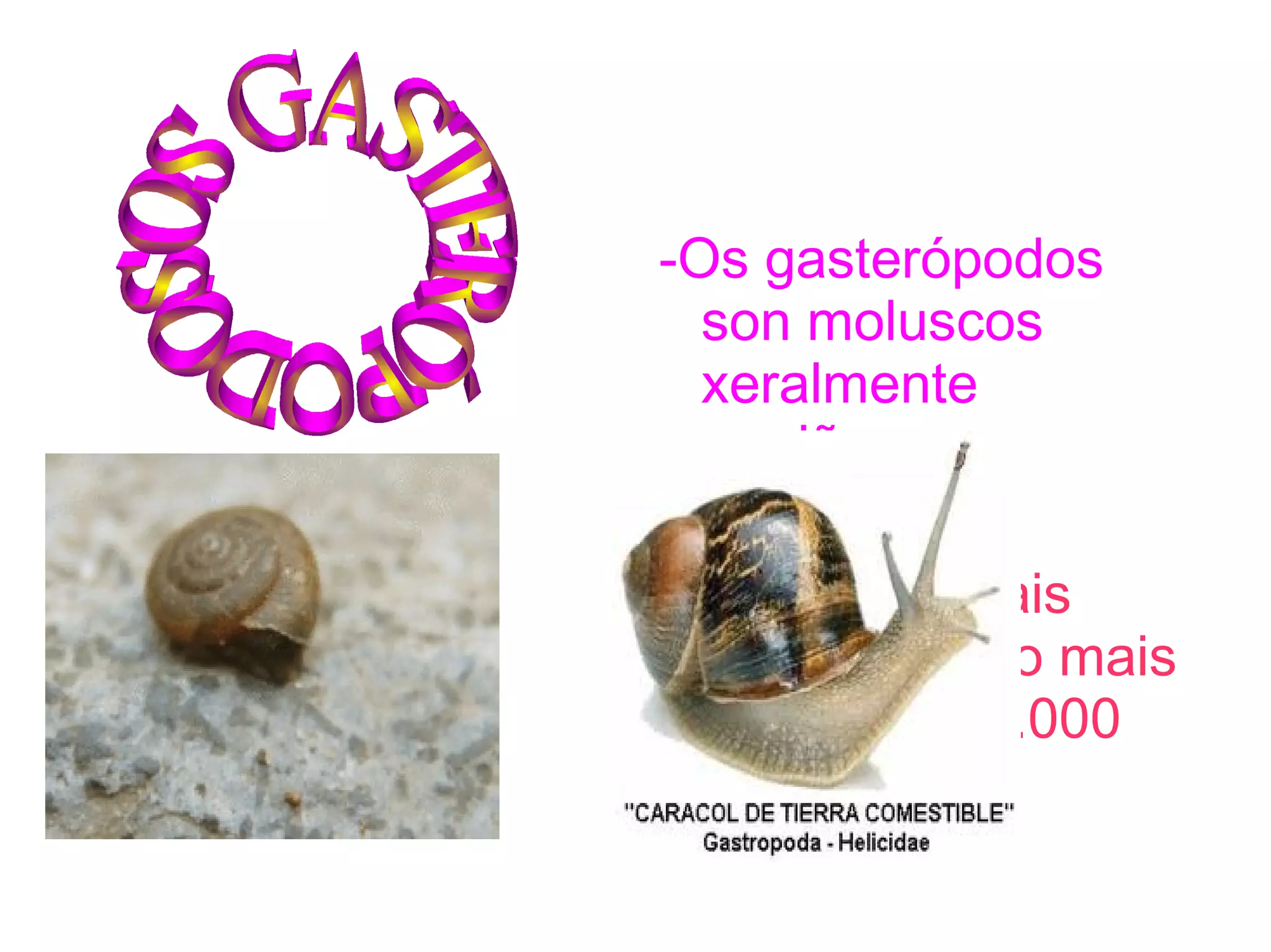 Nematodos anelidos e moluscos presentacion para ciencias de pablo,sara ...