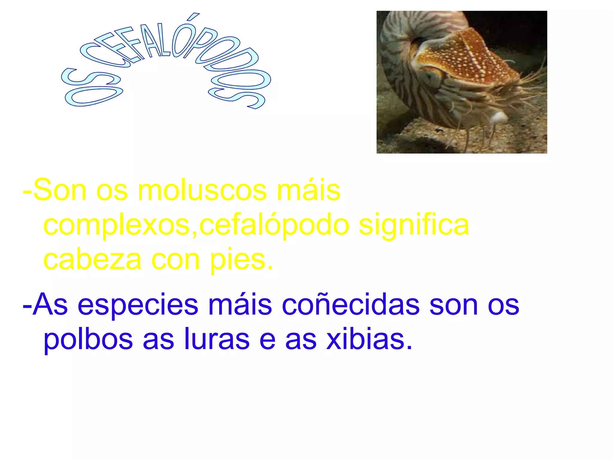 Nematodos anelidos e moluscos presentacion para ciencias de pablo,sara ...