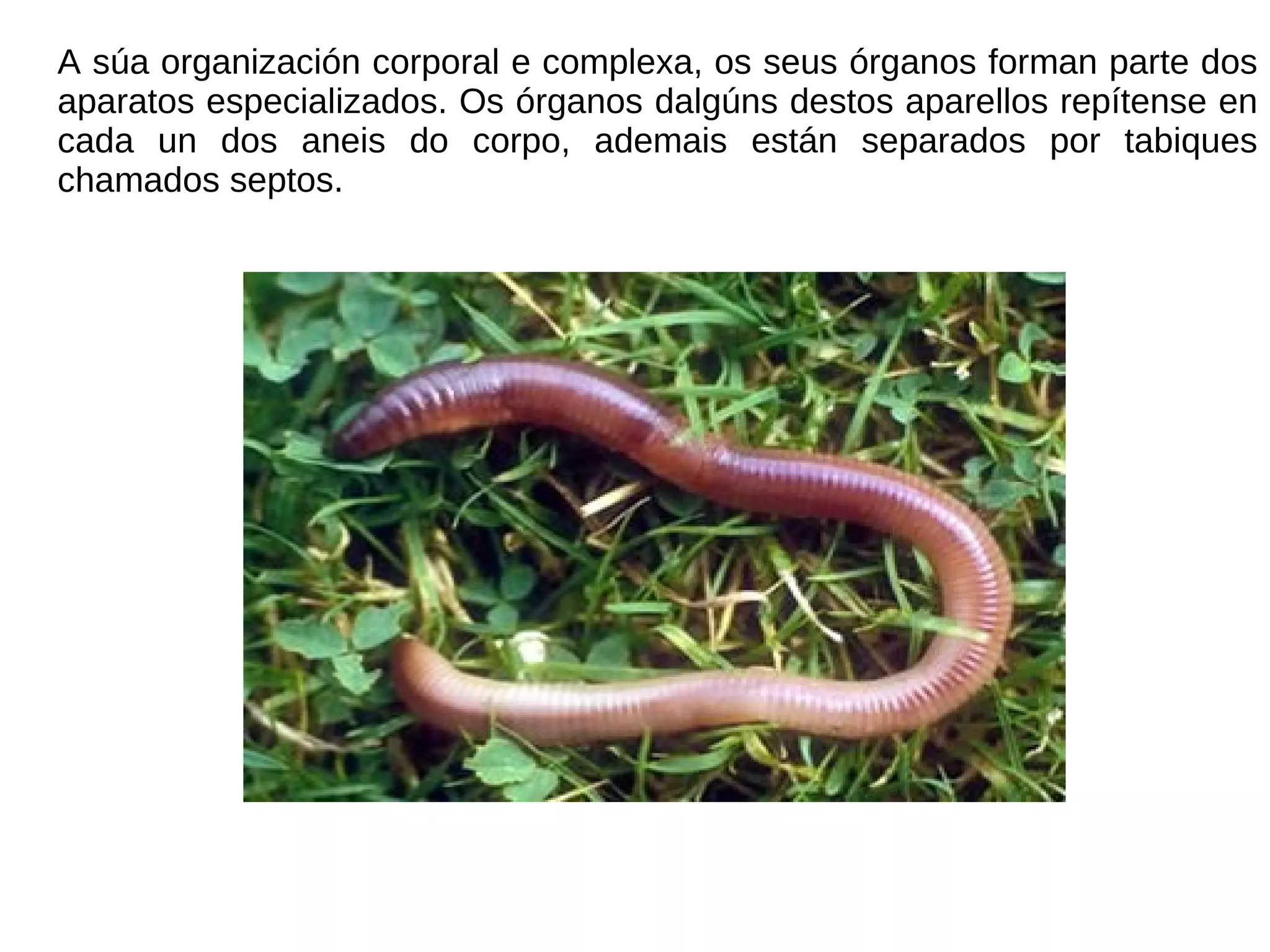 Nematodos anélidos moluscos | ODP