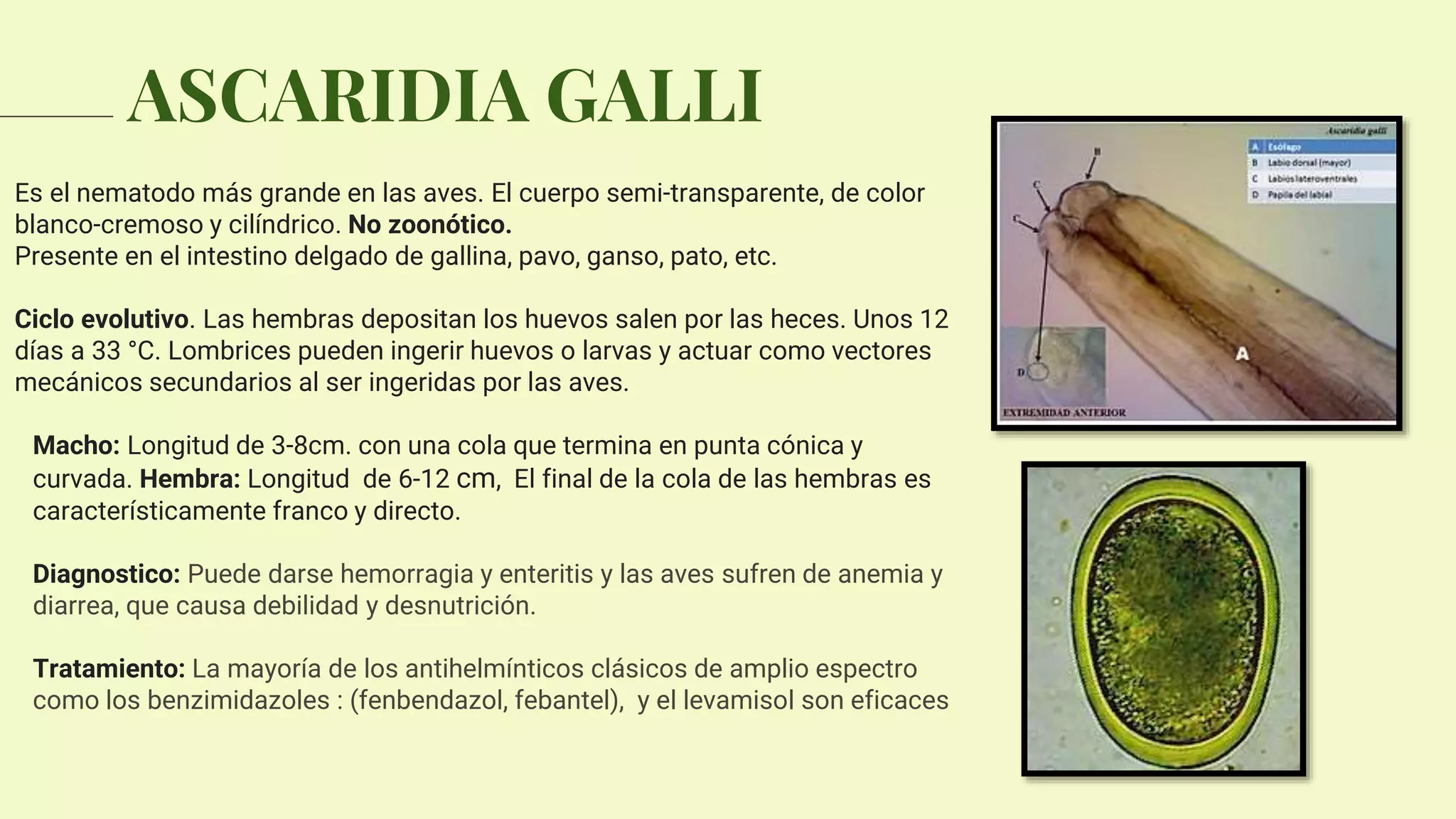 nematodos en aves.pptx
