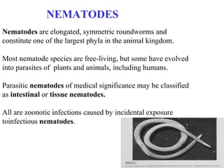 Nematode Infections In Humans