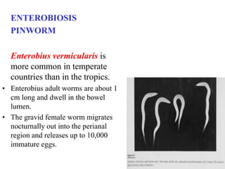 Nematodoses10 | PPT