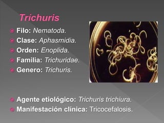 Nematodos intestinales | PPTX