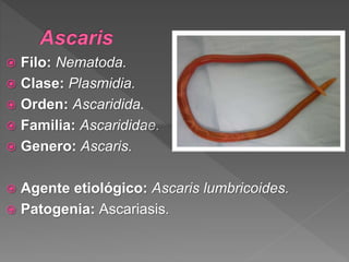 Gusanos Nematodos En Humanos