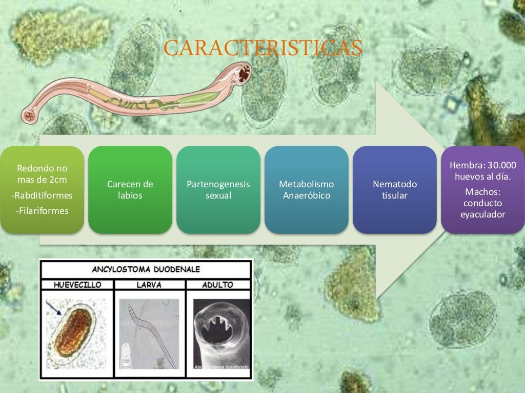 Nematodos Clasificación y Características Microbiologia